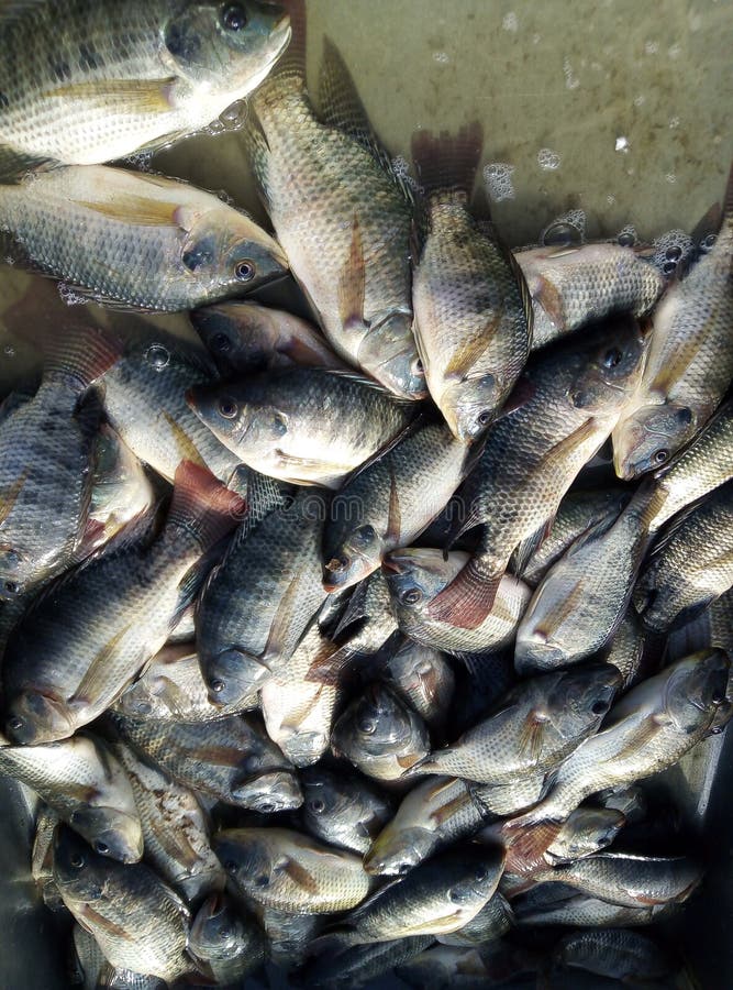 Rural fish of Bangladesh stock image. Image of meal - 194000691