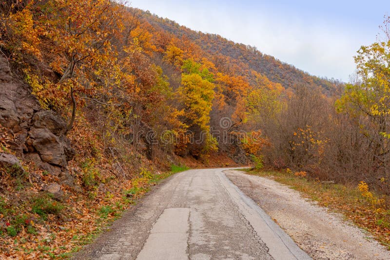 Rural Forest Path during Autumn Stock Photo - Image of season, foliage ...
