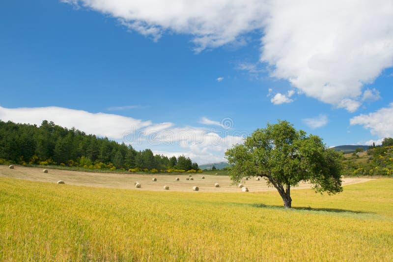 Rural French landscape stock photo. Image of single, grain - 40207828