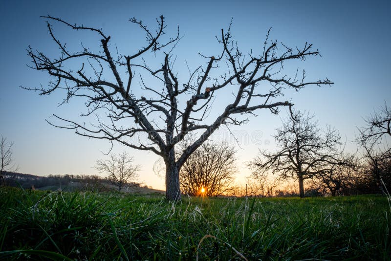 Rural Fruit Tree in Sunrise of the Morning Sun Stock Photo - Image of ...