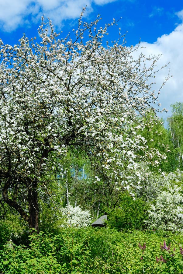 Rural garden. stock photo. Image of bushes, flowering - 13235262