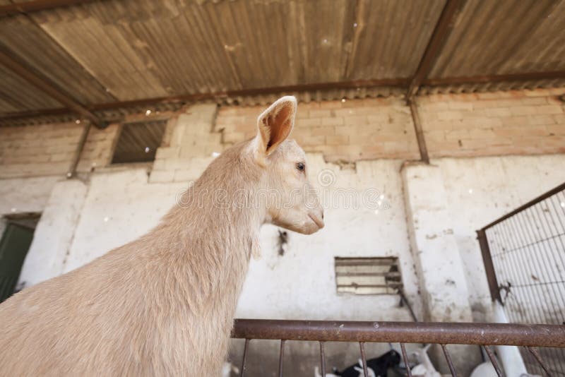 Rural Goat Farm for Own Consumption Stock Image - Image of meat ...