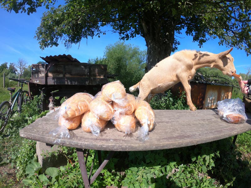 Rural goat self service 1 stock image. Image of capra - 200040059