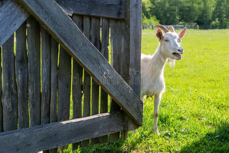 Rural Goat Walking through Wooden Doors on a Meadow Stock Photo - Image ...