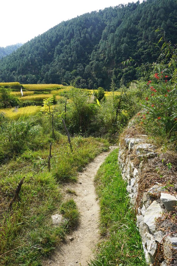 Rural Hiking Trail beside Rustic Stone Wall and Terraced Rice Fields ...