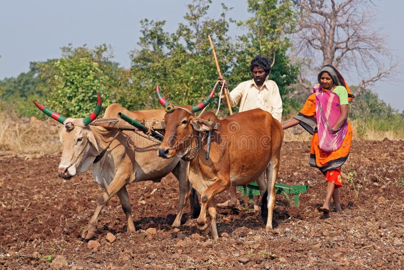 Rural India editorial stock image. Image of bullock, lady - 27934724