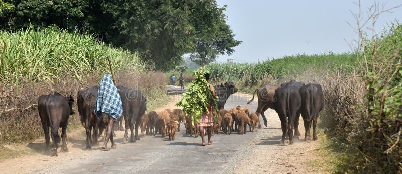 Rural India editorial photography. Image of group, india - 80373752