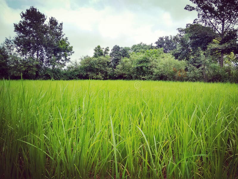 Rural India stock photo. Image of rural, india, crops - 59974412