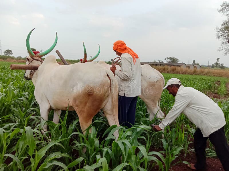 Rural India hard farming editorial image. Image of india - 299569590