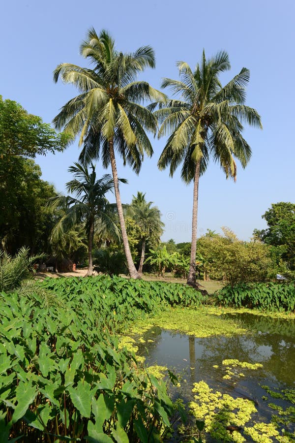 Rural India stock photo. Image of rural, india, crops - 59974412