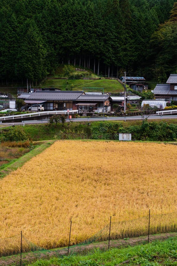 Rural Japan with Rice Field Stock Photo - Image of autumn, country ...