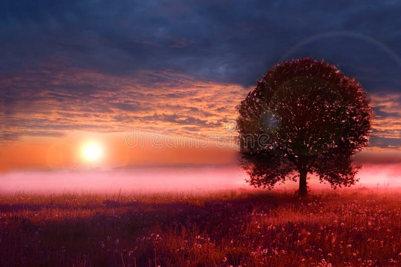 Cherry Tree with God rays stock image. Image of grass - 10113409