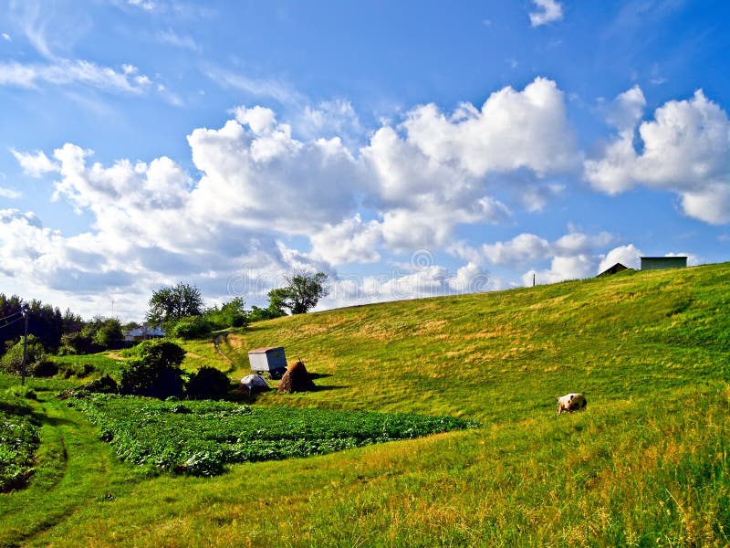 Rural Landscape stock image. Image of summer, grazing - 29518029