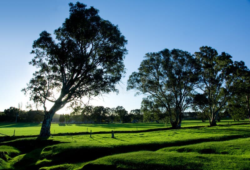 Australian farm stock photo. Image of farming, trees - 25570694