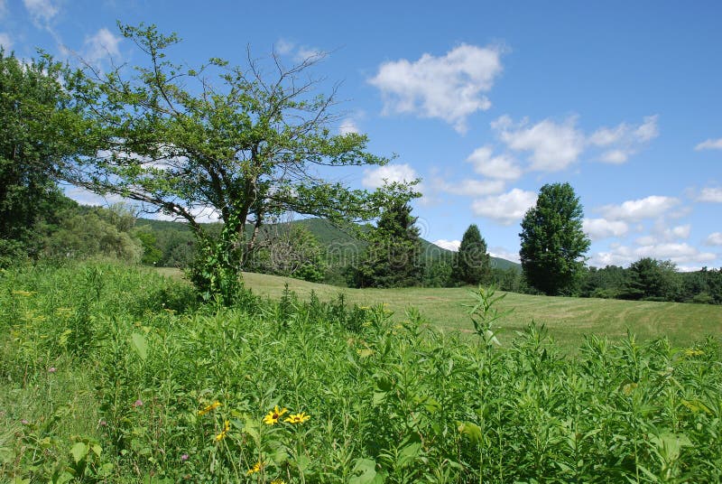 Rural landscape stock image. Image of tree, field, green - 6594137