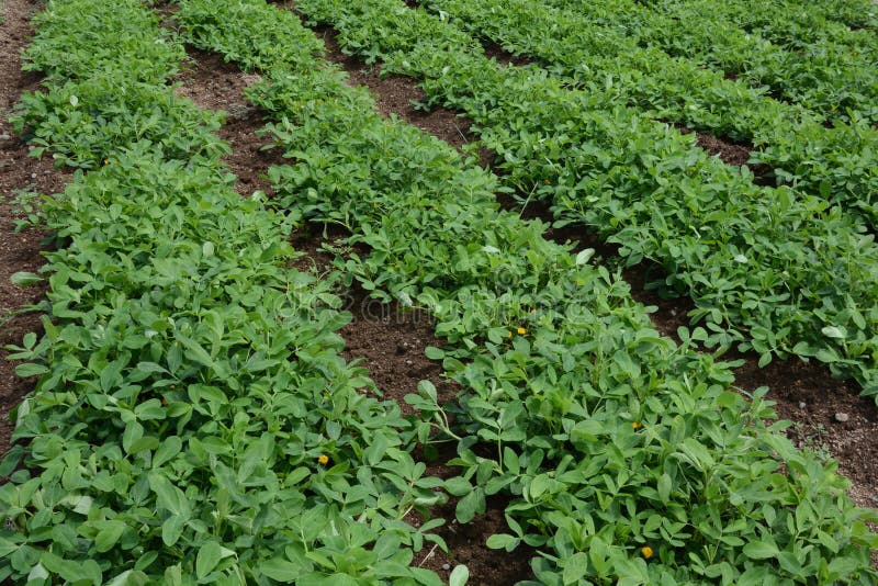 Peanut cultivation stock image. Image of peanut, japan - 100294073