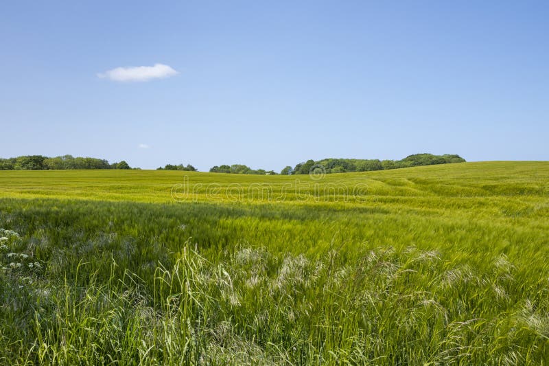 Rural Landscape of Als, Denmark Stock Image - Image of rural, denmark ...