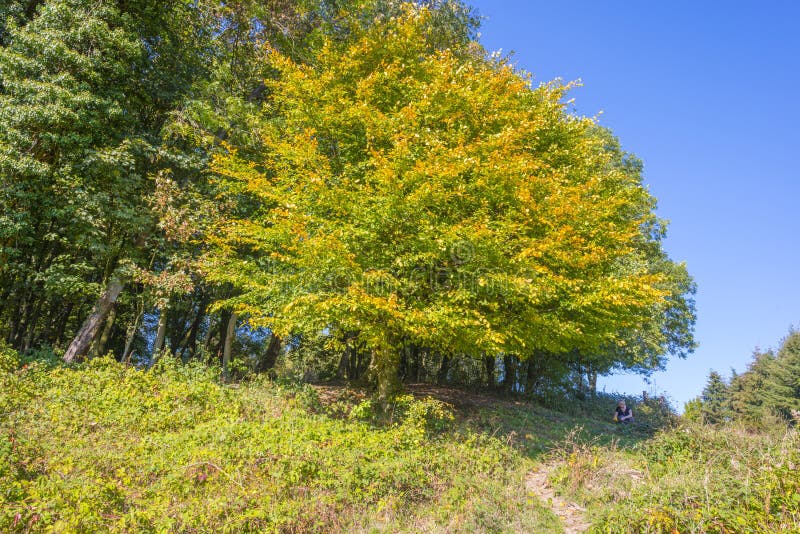 Rural Landscape in Autumn Colors in Sunlight at Fall Editorial Stock ...
