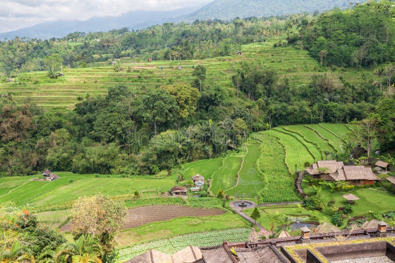 Bali rural landscape stock photo. Image of hill, grow - 146488632