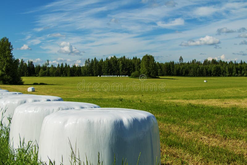 Rural Landscape with Beautiful Fields and Rolls of Hay in White Film ...