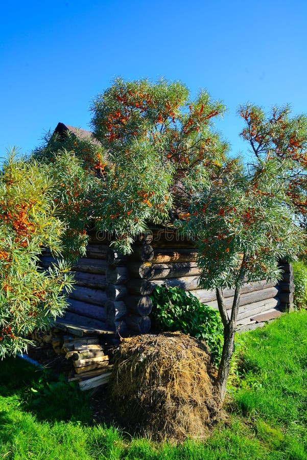 Rural Landscape Behind the House Stock Image - Image of humus, tree ...