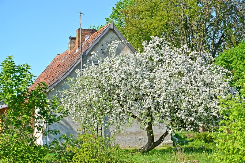 Rural Landscape with the Blossoming Apple-tree. Spring Stock Photo ...