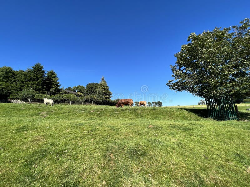 Rural Landscape, with Cattle and Old Trees, in, Grindleton, Clitheroe ...
