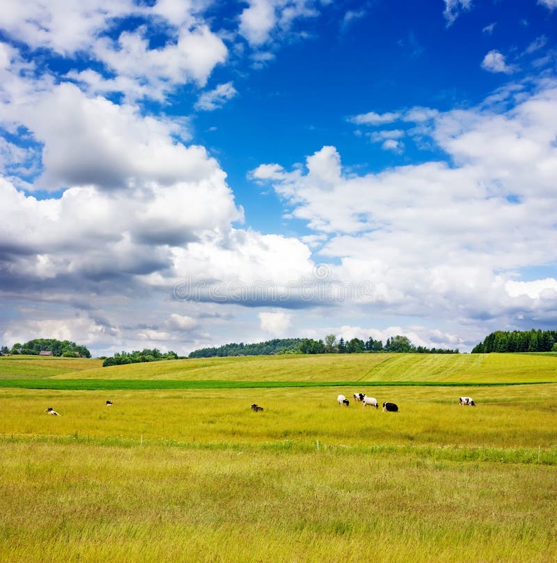 Rural landscape with cows stock image. Image of green - 12011675