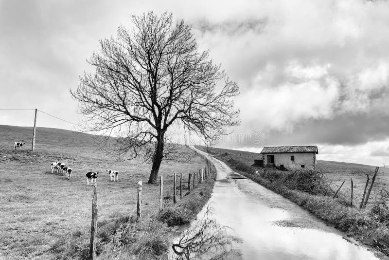 Rural Landscape with Cows in the Countryside Stock Image - Image of ...