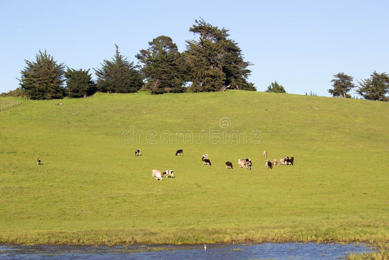 Rural Landscape stock photo. Image of farming, cows, landscape - 69679628