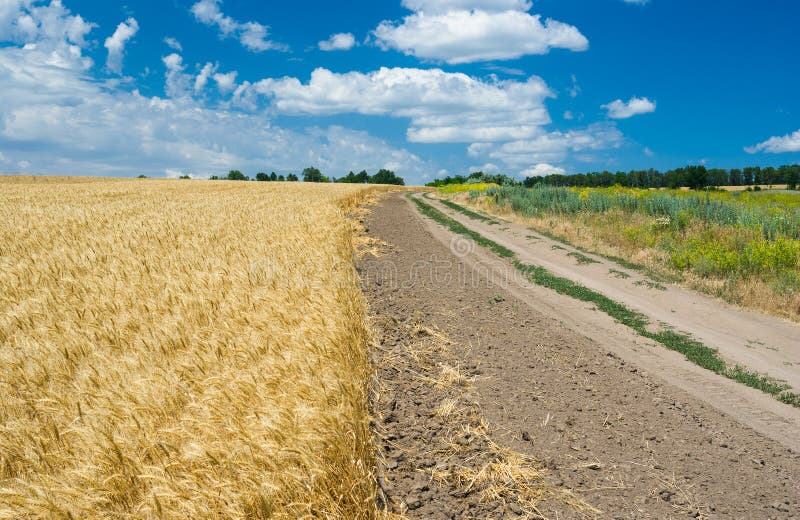 Rural Landscape with Crop Field Stock Image - Image of picturesque ...