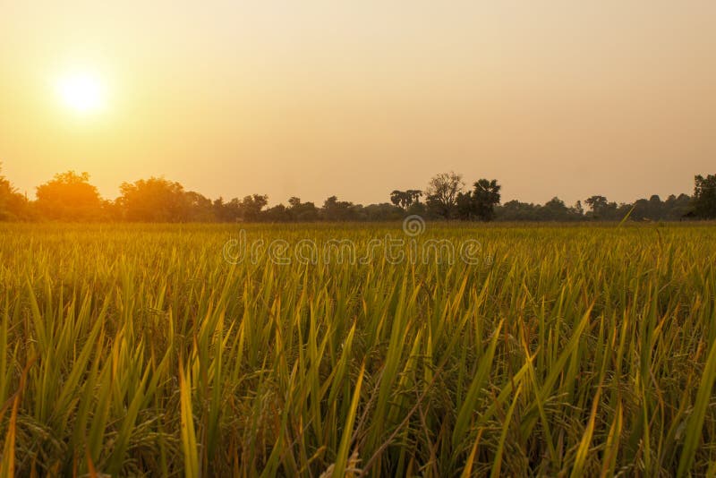 Rural Landscape at Dawn with Mist in the Morning. Stock Photo - Image ...
