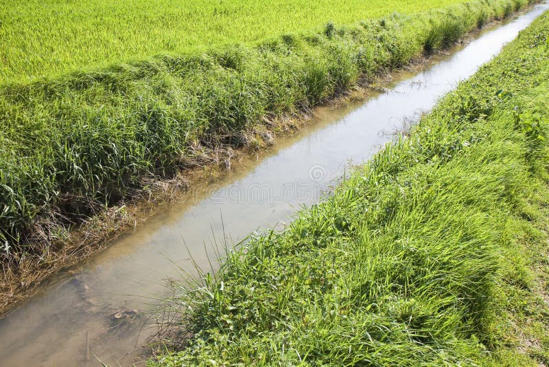 Rural Landscape with Ditch in Tuscany Countryside Stock Photo - Image ...
