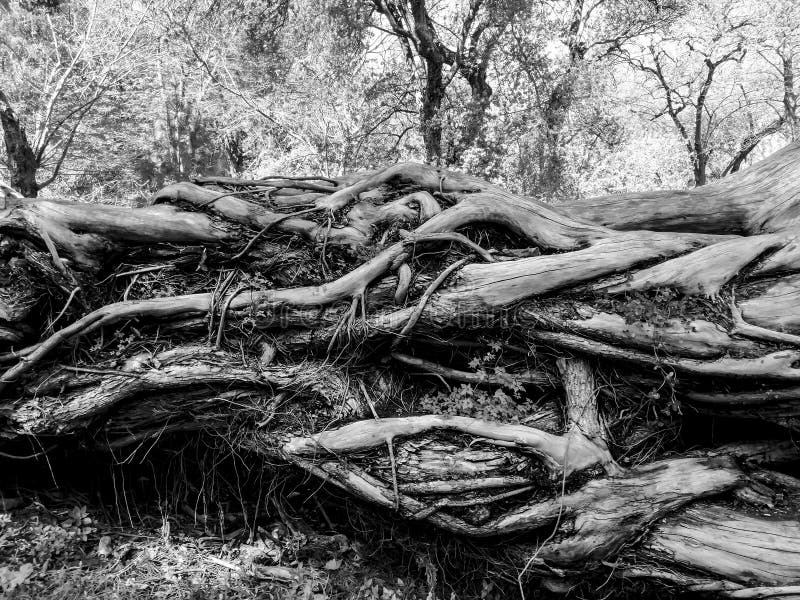 Rural Landscape with Dried Tree Roots Stock Image - Image of creeping ...