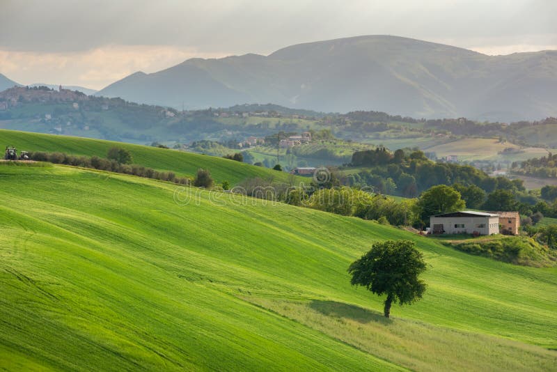 Rural Landscape with Farm Fields and Trees Stock Image - Image of farm ...