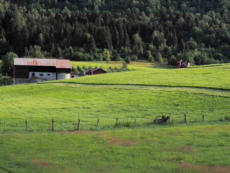A Red Barn is Set among Rolling Green Fields in Rural Loen, Norway ...