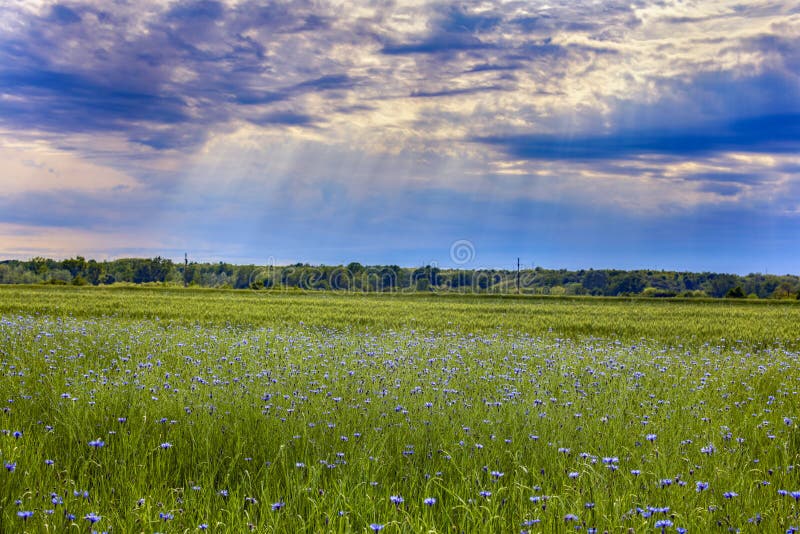 Landscape with a Field of Flowers in Spring Stock Image - Image of ...