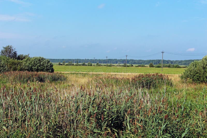 Rural Landscape: Field and Forest Stock Image - Image of flora, farming ...