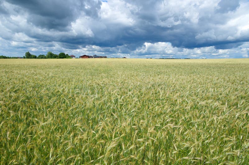 Rye field stock photo. Image of bread, corn, stem, deserted - 87665130