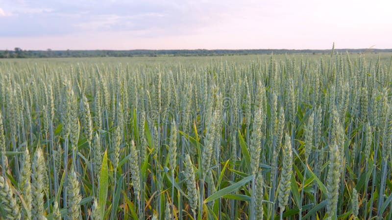 Rural landscape with field stock photo. Image of land - 97848260