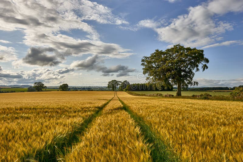 Rural Landscape. Field and Grass Stock Image - Image of sunrise ...