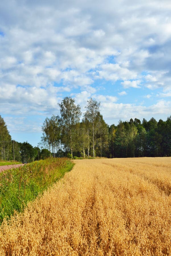 Rural Landscape with Field of Oats Stock Image - Image of farmland ...