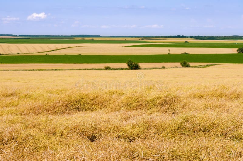 Rural Landscape with Fields of Yellow and Green Colors Stock Photo ...