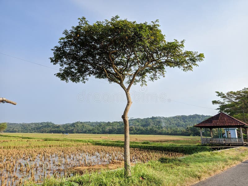 Rural Landscape with Focus on a Single Tree Growing in the Middle of a ...