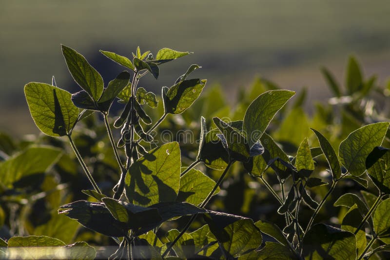 Rural Landscape with Fresh Soy Field. Soybean Field Stock Photo - Image ...