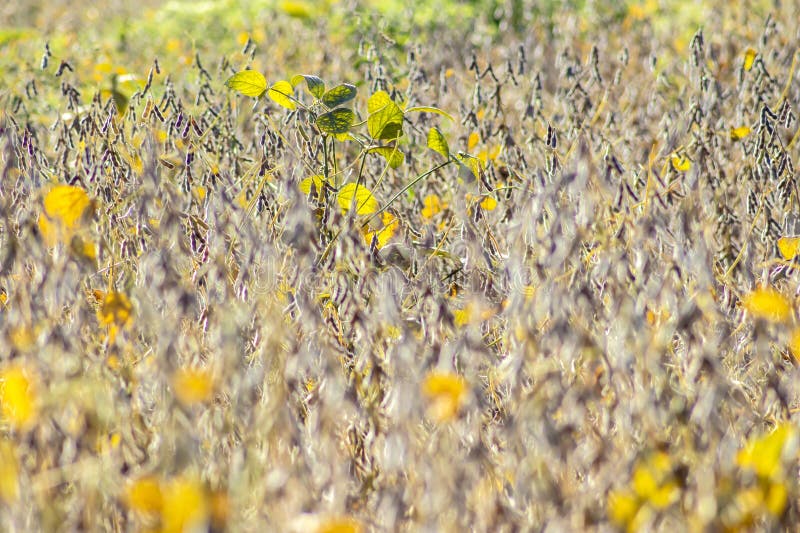 Rural Landscape with Fresh Soy Field. Soybean Field Stock Photo - Image ...
