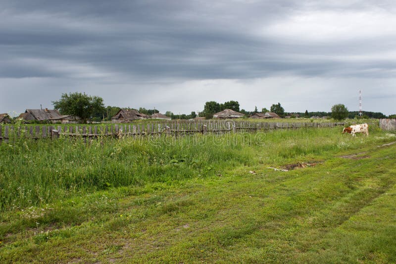 Rural Landscape with Grazing Cows Stock Photo - Image of animal, milk ...