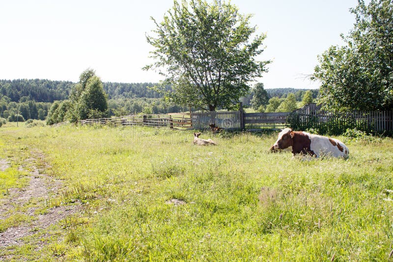 Rural Landscape with Grazing Cows Stock Photo - Image of landscape ...