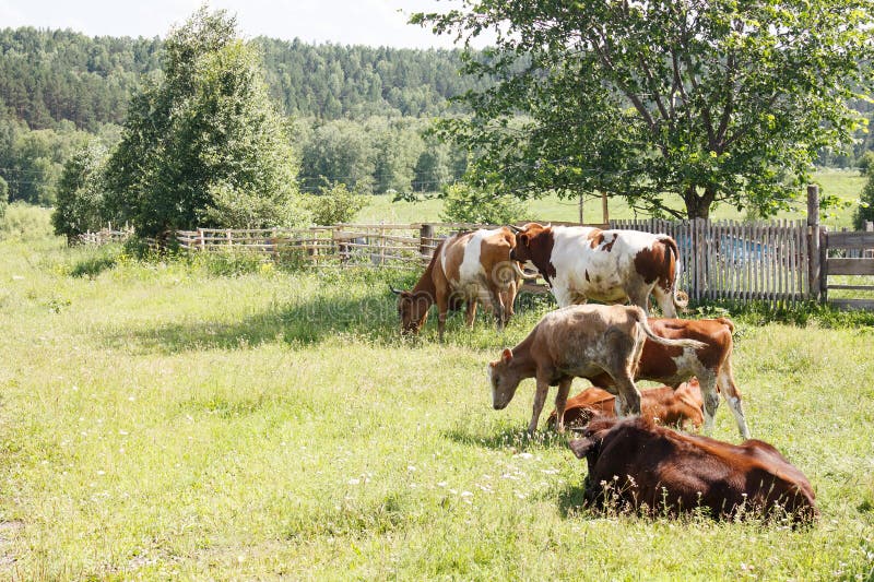 Rural Landscape with Grazing Cows Stock Image - Image of countryside ...