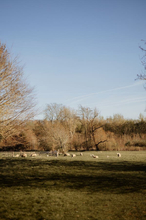 Rural Landscape with Grazing Sheep and Bare Trees in Early Spring ...
